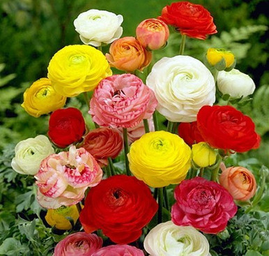 (25) Real Mixed Color Ranunculus Bulbs, Lovely Potted Plants Flower ...