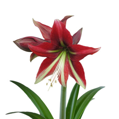 Easy to Grow Amaryllis 'Ruby Star' Plant Bulb (1 Pack) - Dark Red ...