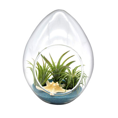 6-Inch Teardrop Glass Terrarium Complete Kit with 3 Live Tillandsia Air ...