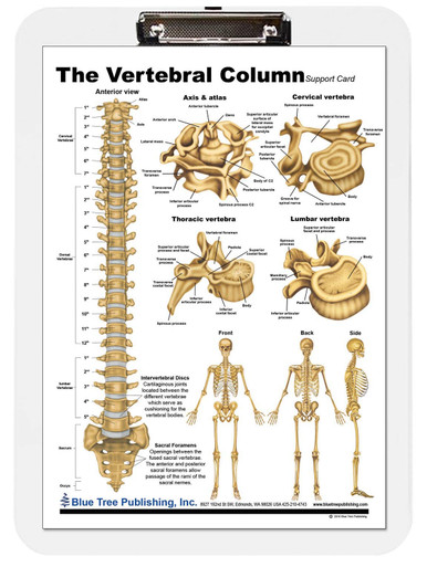 Blue Tree Publishing The Vertebral Column, Spine Anatomical clipboard ...