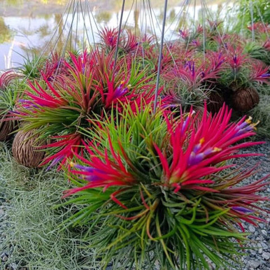 5 Red Air Plants, Tillandsia Air Plants Live for Growing Houseplants ...