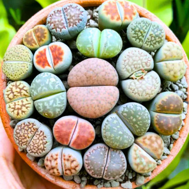 20 Mix Lithops Succulents Plants Live Bulks, Corlorful Living Stones ...