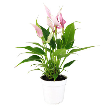 Live Indoor Flowering Houseplants, Anthurium Lilli Pink in 4" Grower ...