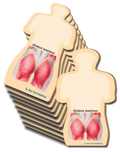 Gluteus Maximus Sticky Notes or a Tight Muscle Butt Note Pad, 10 Pack ...