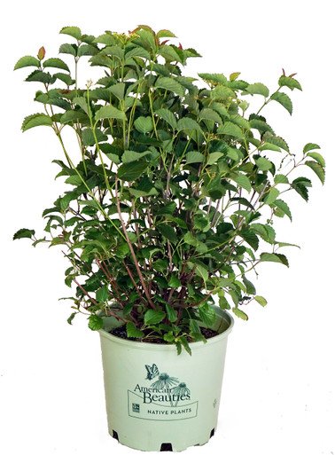 American Beauties Native Plants - Viburnum dentatum 'Blue Blaze ...