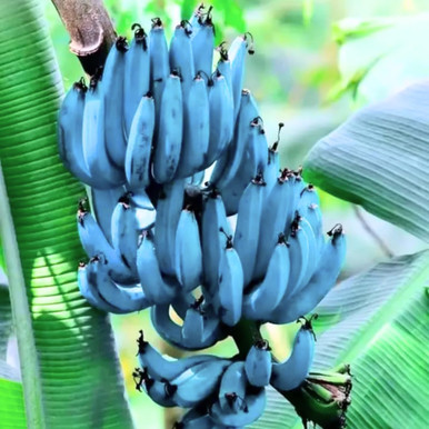 1 Blue Java Banana Tree Live Plant for Growing 5 to 8 inches Height ...