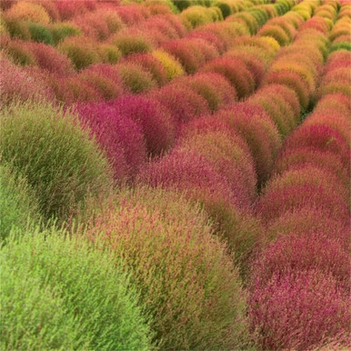 zcbang Rare Plant Red Kochia Green Kochia Scoparia Seeds Bassia ...