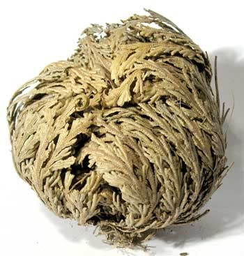 Rose of Jericho - Resurrection Plant/Flower - Selaginella Lepidophylla ...