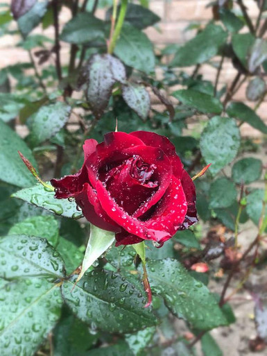 50+ Strong Fragrant Red Rose Flowers Seeds Bonsai Bush Shrub Garden ...