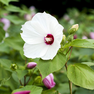 500 Seeds - Swamp Rose Mallow Seeds (Hibiscus Moscheutos) for Planting ...