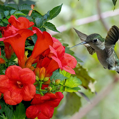 CHUXAY GARDEN Red Hummingbird Trumpet Vine Seed 20 Seeds Perennial ...