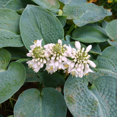 Elwyn Hosta Elegans 100 Seeds Hosta Sieboldiana, Huge, Blue-Grey Hart ...