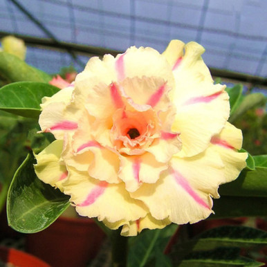 CHUXAY GARDEN Yellow Pink Adenium Obesum Seed,Desert Rose,Sabi Star 2 ...