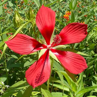 QAUZUY GARDEN 50 Red Texas Star Hibiscus Seeds Scarlet Brilliant ...