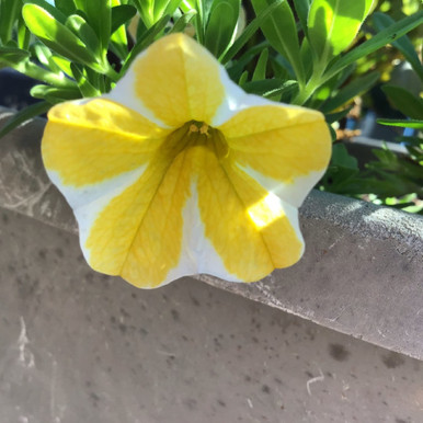 CHUXAY GARDEN Calibrachoa 'Superbells Lemon Slice' 100 Seeds Rare ...
