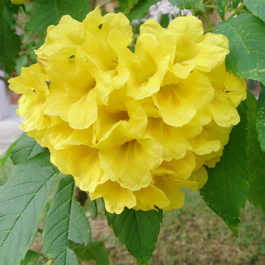 QAUZUY GARDEN 50 Seeds Yellow Bells Trumpet Bush Seeds Yellow Elder ...