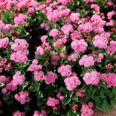 CHUXAY GARDEN Rare Red Ageratum Seeds for Planting Outdoors Ageratum ...