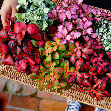 CHUXAY GARDEN Mix Fittonia Verschaffeltii Plant Seed 100 Seeds ...