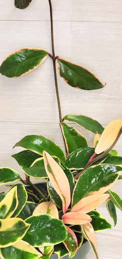 Hoya Tricolor Carnosa aka Krimson Queen Variegated Live Rare House ...