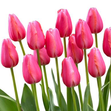 Easy to Grow Tulip 'Cape Holland' Plant Bulbs (10 Pack) - Pink Single ...