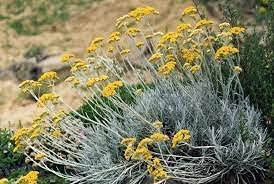 MITRAEE 100pcs Helichrysum italicum Curry Plant - Warehousesoverstock