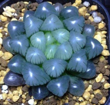 MITRAEE 90pcs Haworthia obtusa 'Crystal' Light Blue Transparent Plant ...