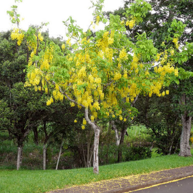 CHUXAY GARDEN Golden Shower Tree Seed 30 Seeds Rare Cassia Fistula ...