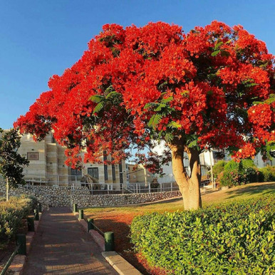 CHUXAY GARDEN Delonix Regia Tree Seeds 100 Seeds Fast-Growing Evergreen ...