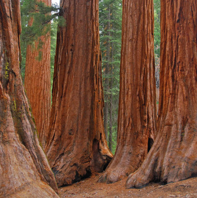 CHUXAY GARDEN Giant Sequoia Seed 40 Seeds Huge Evergreen Tree ...