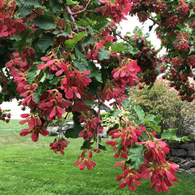 CHUXAY GARDEN 20 Seeds Acer Tataricum,Tatar Maple,Tatarian Maple Beauty ...