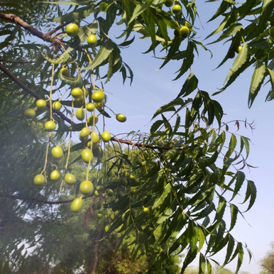 20 Seeds - Neem Tree Seeds (Azadirachta Indica) for Planting | Fast ...