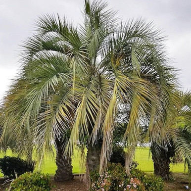 CHUXAY GARDEN 5 Seeds Butia Odorata Seed South American Jelly Palm ...