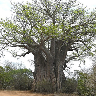 CHUXAY GARDEN Adansonia Digitata-African Baobab,Monkey-Bread Tree ...