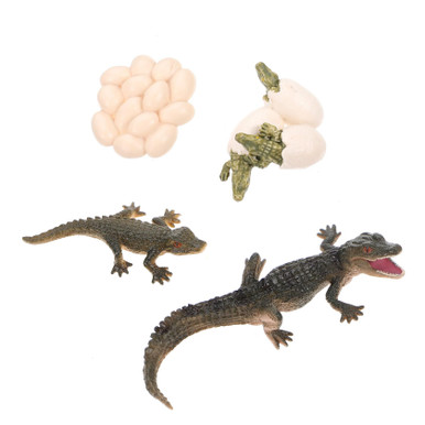2 Sets Growth Cycle Model Abacus Animal Life Cycle Figure Crocodile ...
