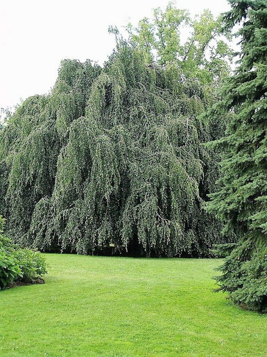 Silver Weeping Birch Tree White European Betula Pendula Alba jocad (50 ...
