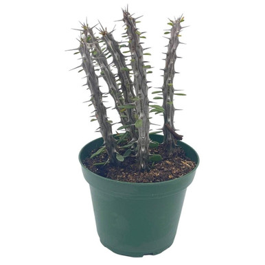 Madagascar Ocotillo (Madigascan) African Alluaudia procera, 4 inch ...