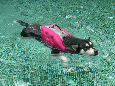 Dog Life Jacket,Dog Inflatable Life Jacket,Adjustable Floating Vest ...