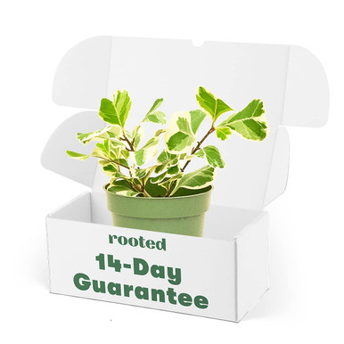 Variegated Triangle Ficus - Ficus triangularis 'Variegata' | Live, Easy ...