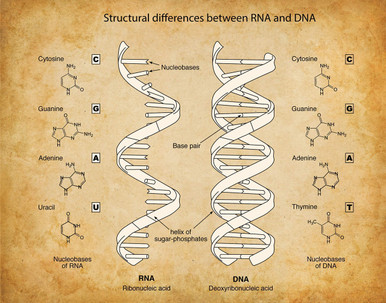 RNA & DNA Art Print - Medical Art Science Poster, Unique Classroom Decor, Genetic Laboratory ...