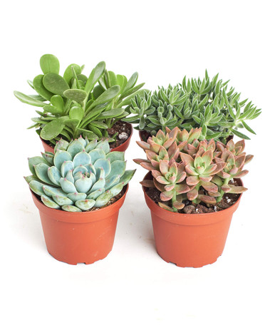 Shop Succulents Assorted Succulent Plant Pack Collection, Live 4 ...