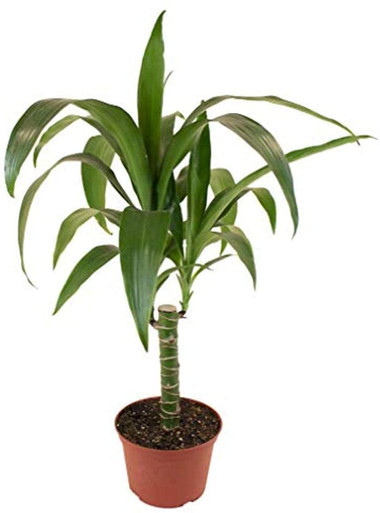 Dracaena Janet Craig Cane- 6" Pot- Easy to Care Indoor House Plant ...