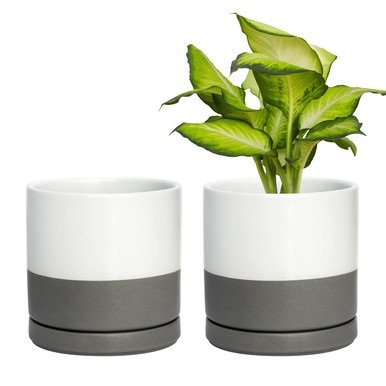 D'vine Dev Set of 2 Plants Pot, 6 Inch Ceramic Planter Pot for Plants ...