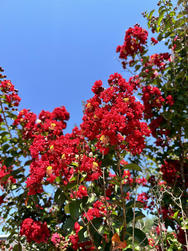 1 Dynamite Crepe Myrtle Trees - DEEP RED Blooms - Quart Containers ...