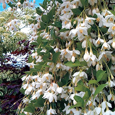 Weeping Japanese Snowbell Tree with Fragrant Flowers - Styrax japonicus ...
