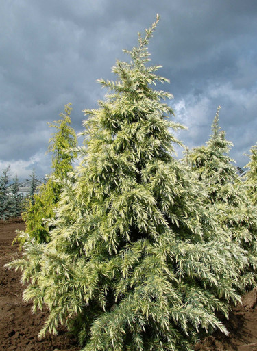 Deep Cove Deodar Cedar- White New Growth Turns Golden Later in The ...
