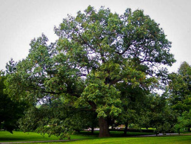 Live - Black Oak (YNKS2) Tree - Shade Healthy Established Roots - 1 in ...