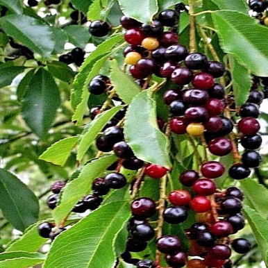KVITER 2 Live Plants Wild Black Cherry Trees Prunus SEROTINA - Organic ...