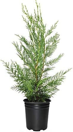 Murray Cypress | 1 Large Gallon Size Container | Cupressus x Leylandii ...
