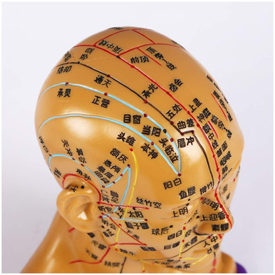 LEMITA Head Acupuncture Model - Medicine Acupunctur Model - HD ...