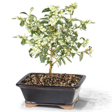 Brussel's Bonsai Live Dwarf Blueberry Bonsai Tree - Small, 4 Years, 6 ...